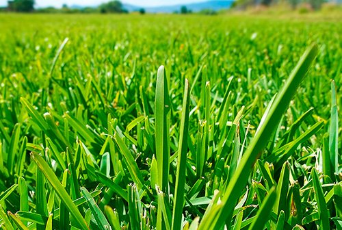 Pasto en Rollo Natural | Productores, Venta e Instalación Pastomex