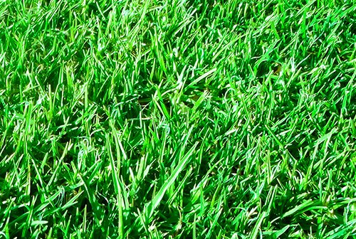 Pasto en Rollo - Pastomex