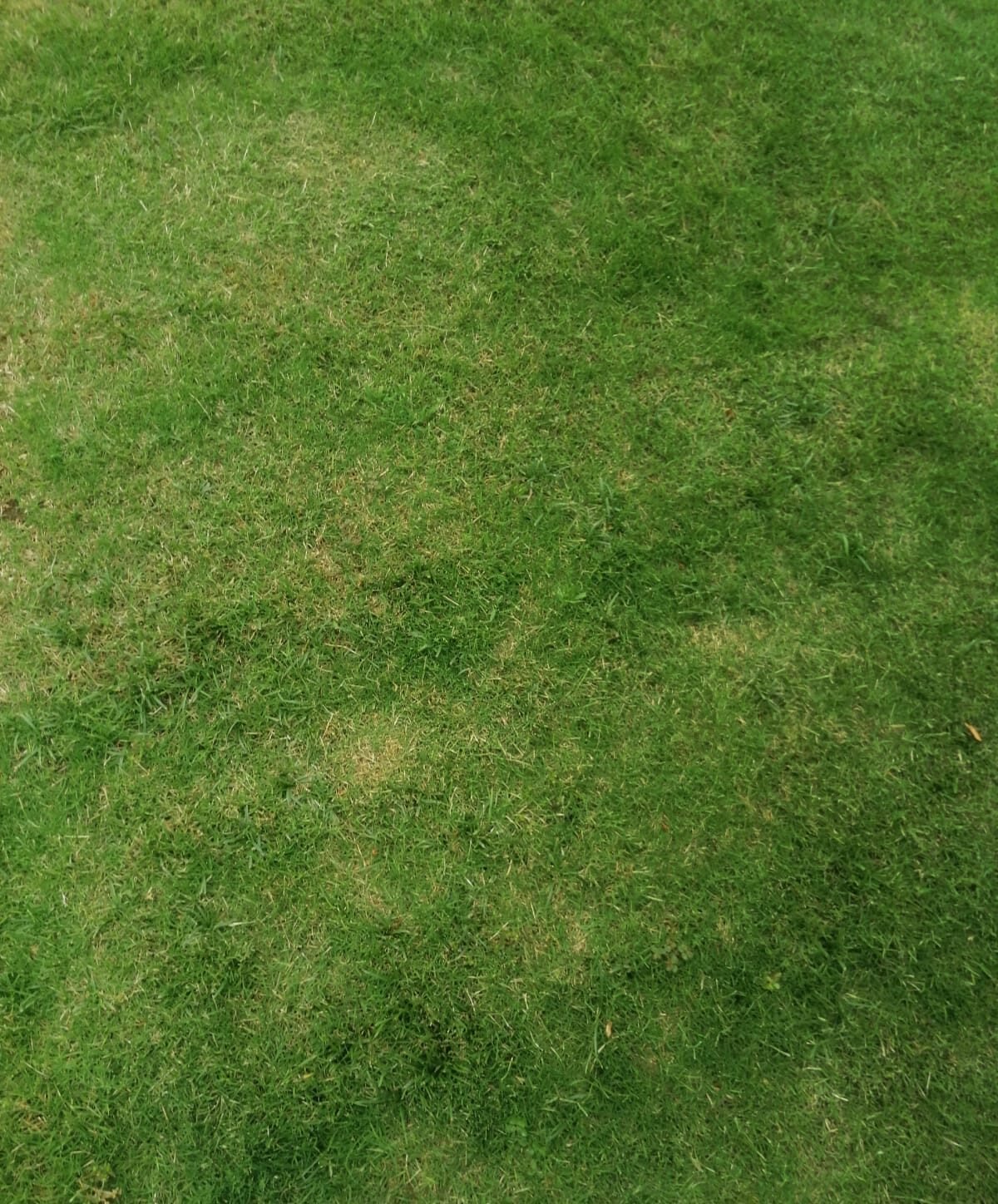 Pasto en Rollo Natural | Productores, Venta e Instalación Pastomex