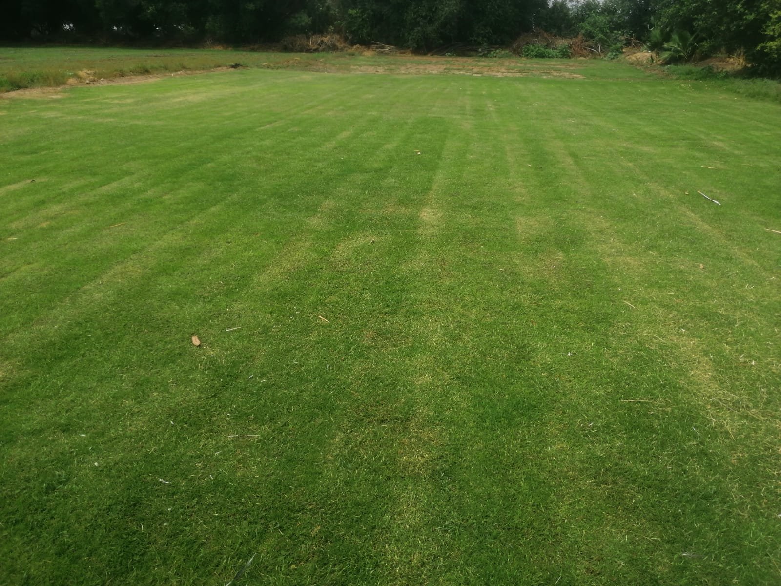 Pasto en Rollo Natural | Productores, Venta e Instalación Pastomex