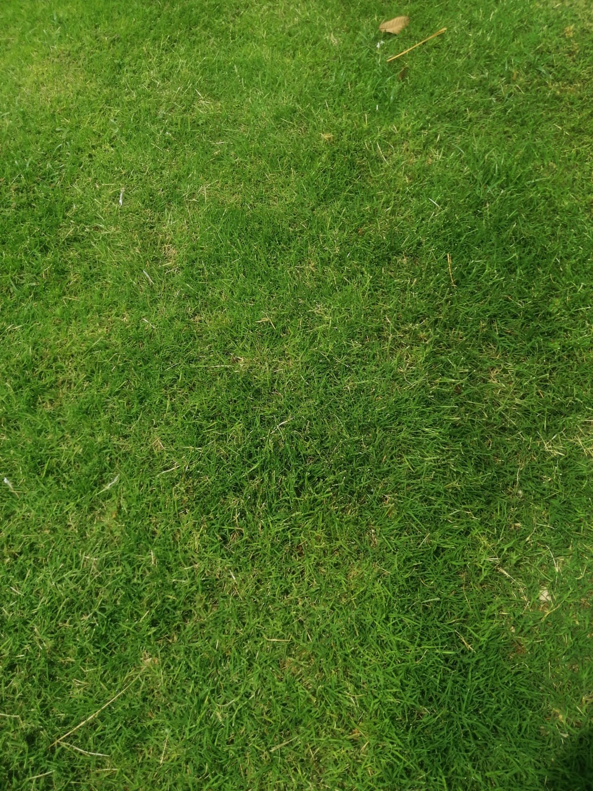 Pasto en Rollo Natural | Productores, Venta e Instalación Pastomex