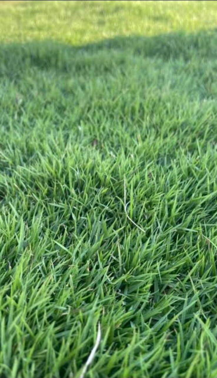 Pasto en Rollo Natural | Productores, Venta e Instalación Pastomex