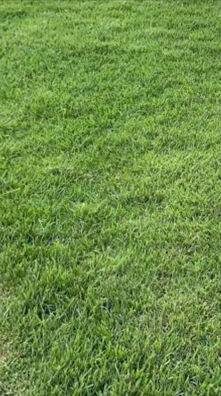 Pasto en Rollo Natural | Productores, Venta e Instalación Pastomex