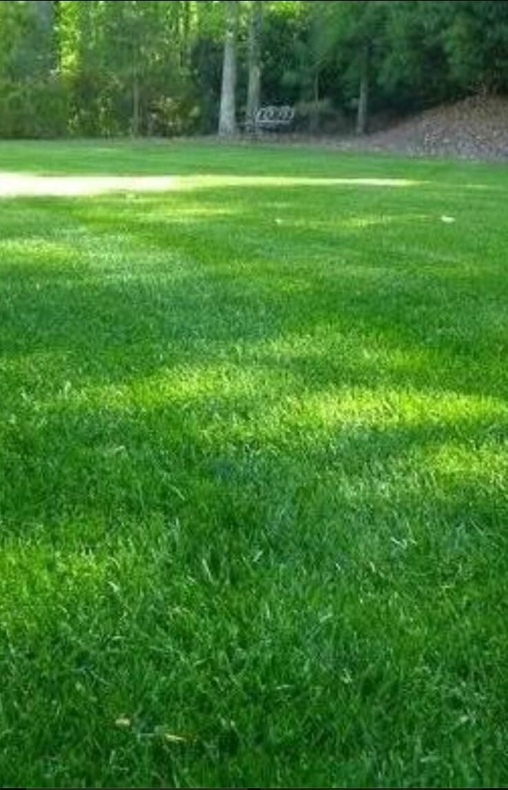 Pasto en Rollo Natural | Productores, Venta e Instalación Pastomex