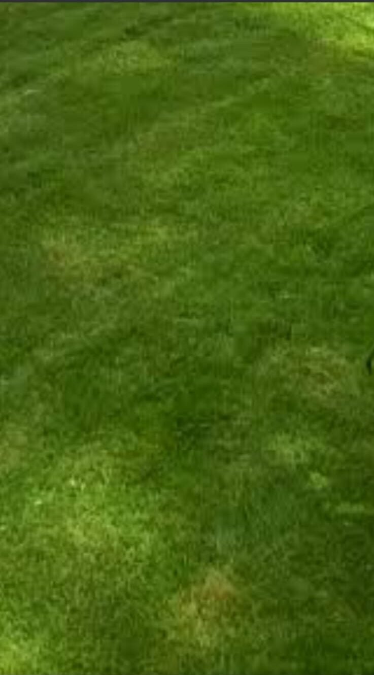 Pasto en Rollo Natural | Productores, Venta e Instalación Pastomex