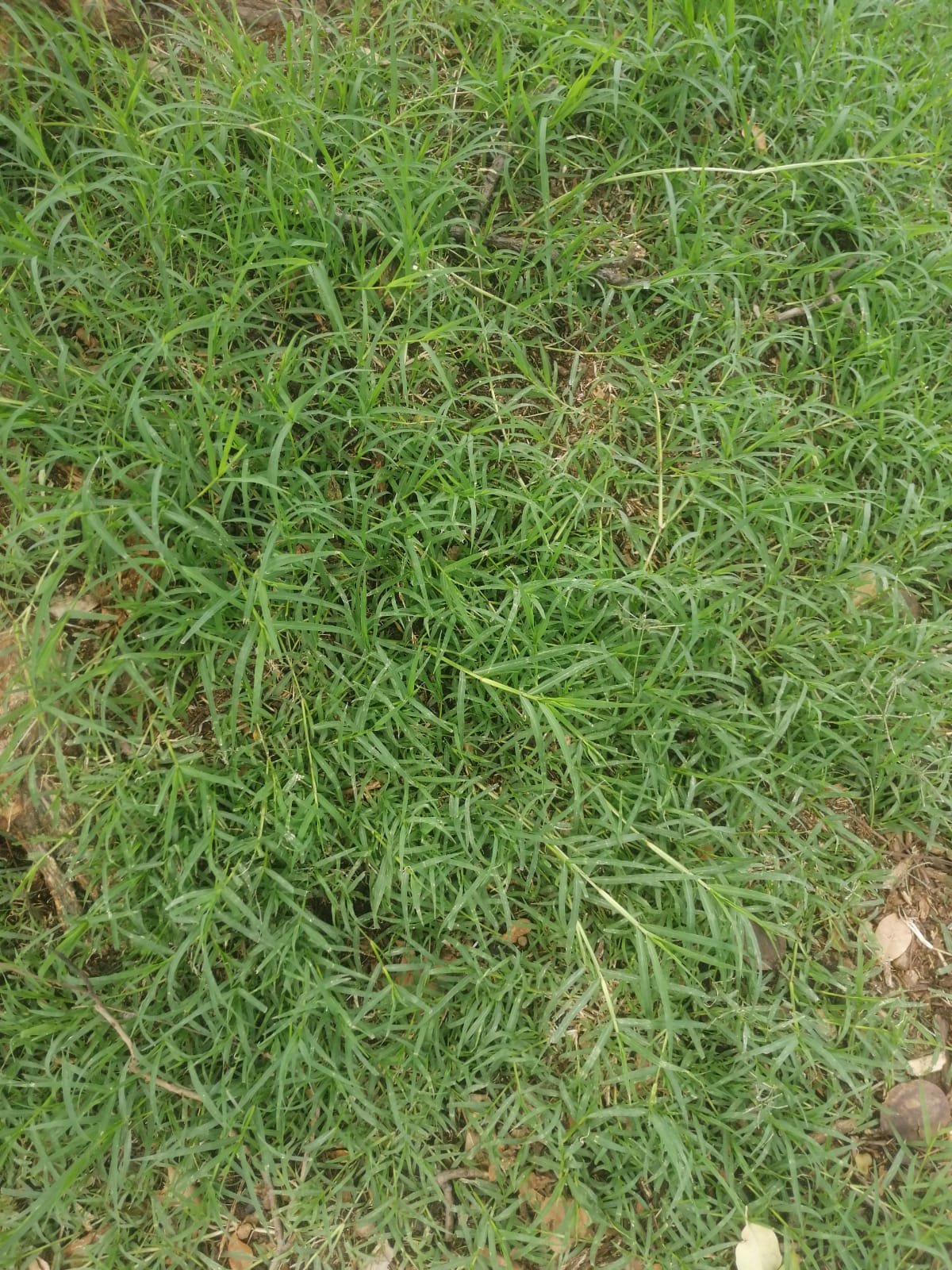 Pasto en Rollo Natural | Productores, Venta e Instalación Pastomex